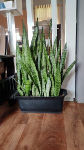 3 Tricks To Make The Snake Plant Bushier Than You Can Imagine ...