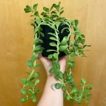 14 Trailing Succulents That Look Like Jewelry Strings - Succulent ...