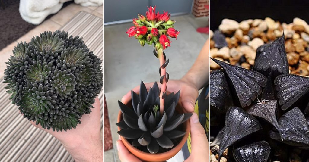 46 Colorful Succulents That Might Take Your Breath Away! - Succulent ...