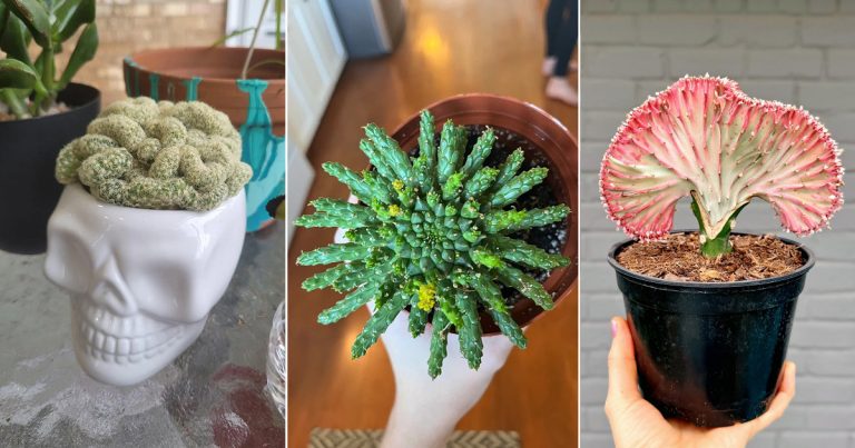 10 Succulents That Look Like Animals - Succulent Garden Web
