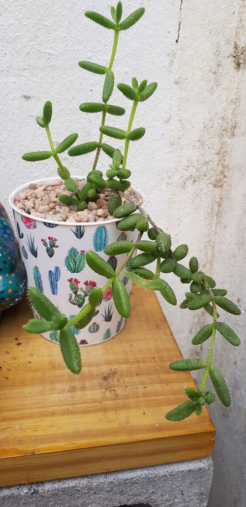 10 Spiky Succulents That Are Surprisingly Easy to Handle! - Succulent ...