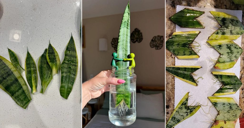 Glass Jar Trick to Grow Snake Plant Roots Twice as Fast in Water ...