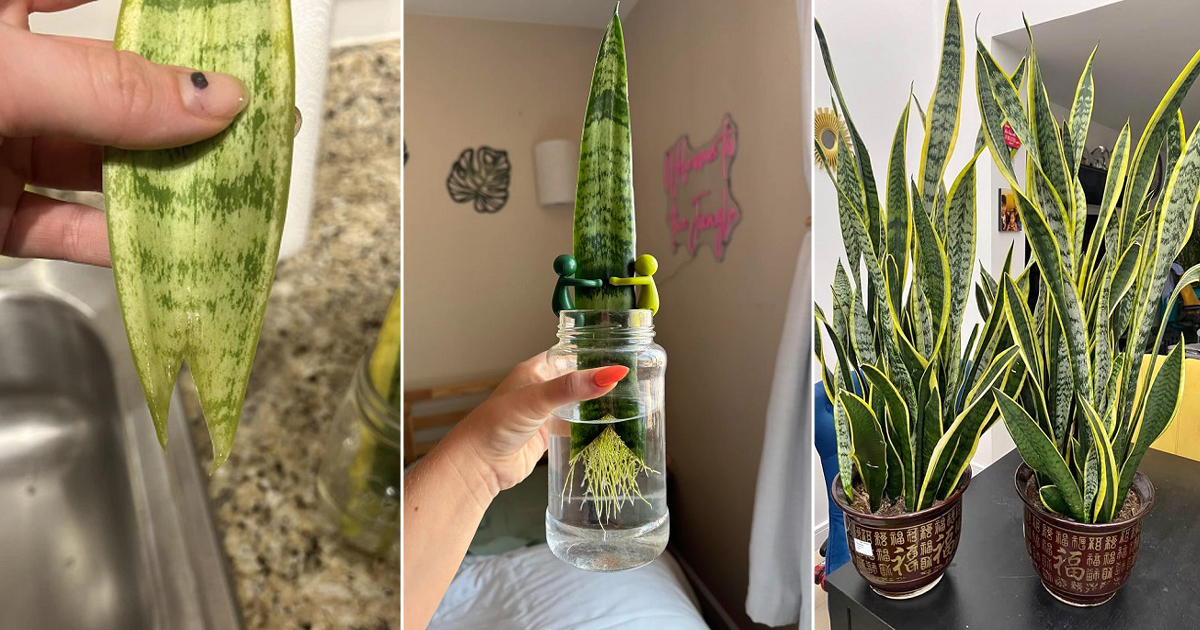 How to Clone a Snake Plant With a Single Leaf—Easy Step-by-Step Guide ...