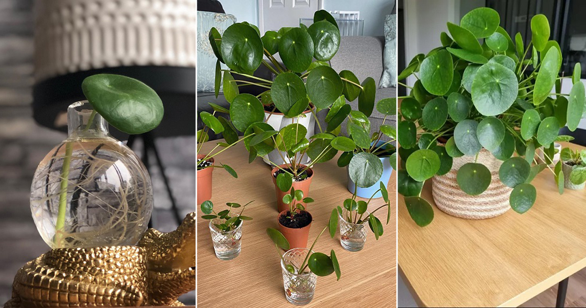 How to Propagate Chinese Money Plant From a Single Leaf—Is It Possible ...