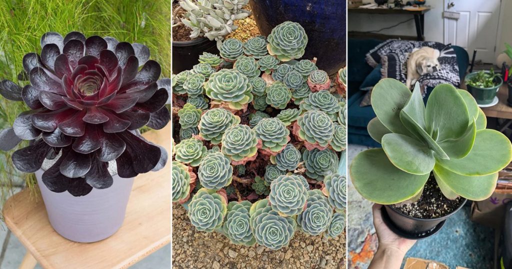 21 Beautiful Succulents With Yellow Flowers - Succulent Garden Web