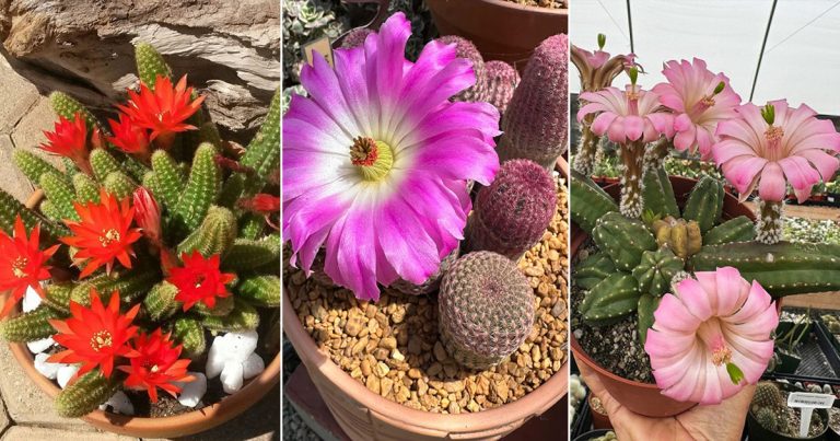 Top 30 Cactus Varieties You Should Grow - Succulent Garden Web
