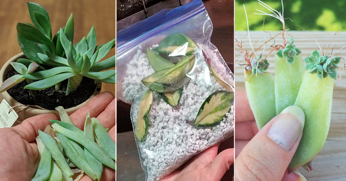 How to Propagate Succulents Using a Plastic Bag—And Why It Works So ...