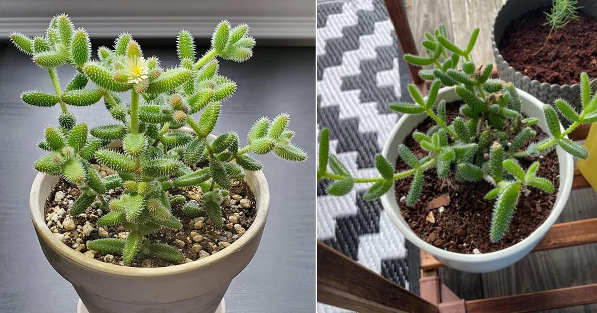 4 Signs Your Pickle Plant Needs More Light—Save It Now! - Succulent ...