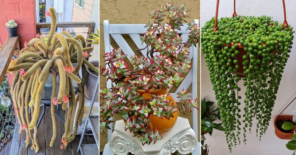 15 Beautiful String Succulents That Hang - Succulent Garden Web