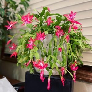 15 Surprising Christmas Cactus Facts You Never Knew - Succulent Garden Web