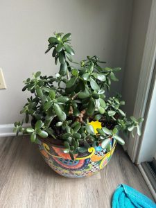 10 Things You Didn't Know About Jade Plants - Succulent Garden Web