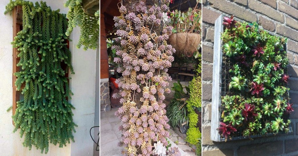 21 Beautiful Succulents With Yellow Flowers - Succulent Garden Web