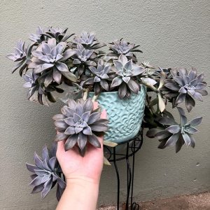 10 Amazing Tips to Grow the Mysterious Ghost Plant Easily! - Succulent ...