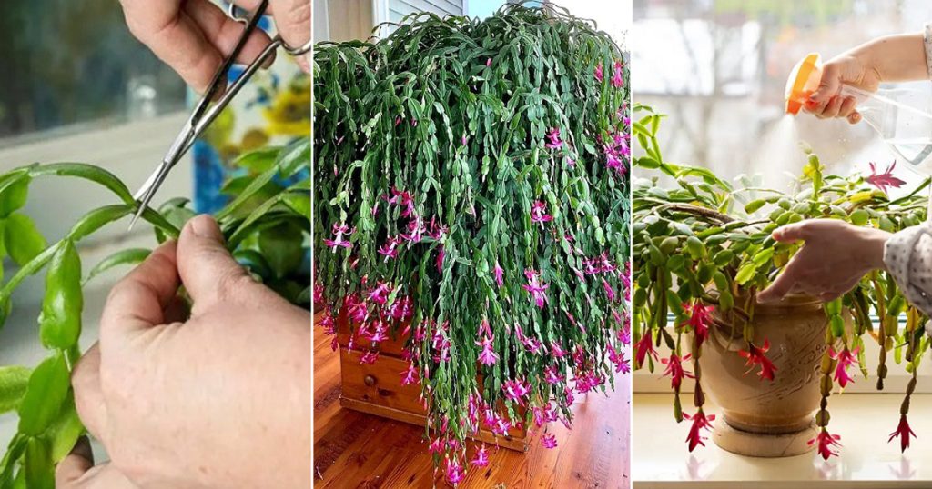 How to Make a Christmas Cactus Bushier and Lush: 10 Tricks - Succulent ...