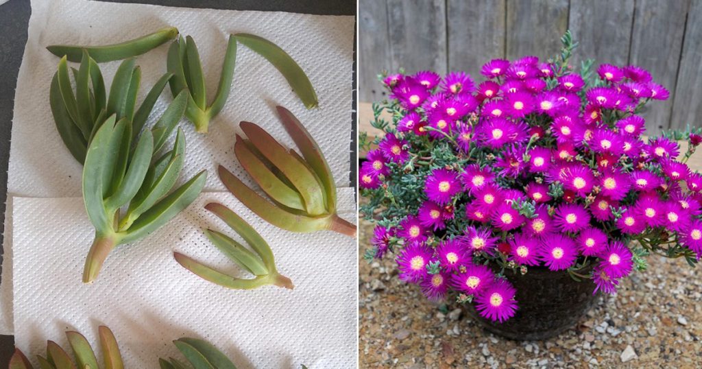 15 Succulents That Grow Straight Up - Succulent Garden Web