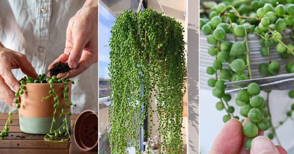 10 Tricks to Grow Fuller String of Pearls That Hang Beautifully ...