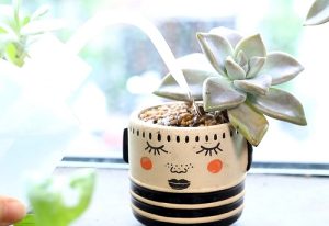 10 Amazing Tips to Grow the Mysterious Ghost Plant Easily! - Succulent ...