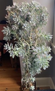 10 Amazing Tips to Grow the Mysterious Ghost Plant Easily! - Succulent ...