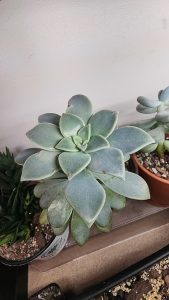 10 Amazing Tips to Grow the Mysterious Ghost Plant Easily! - Succulent ...
