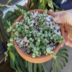 10 Tricks to Grow Fuller String of Pearls That Hang Beautifully ...