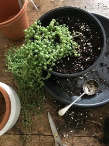How to Fertilize String of Pearls Without Causing Root Rot - Succulent ...