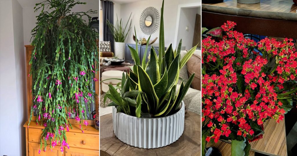 14 Best Round Succulents - Succulent Garden Web