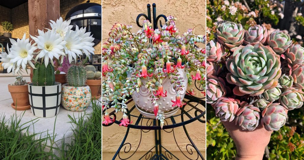 21 Beautiful Succulents With Yellow Flowers - Succulent Garden Web