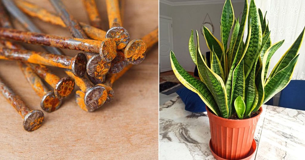 How To Water a Snake Plant So It Never Dies? - Succulent Garden Web
