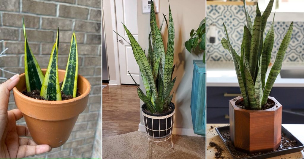 How to Make a Snake Plant Grow in a Spiral or Circle Shape - Succulent ...