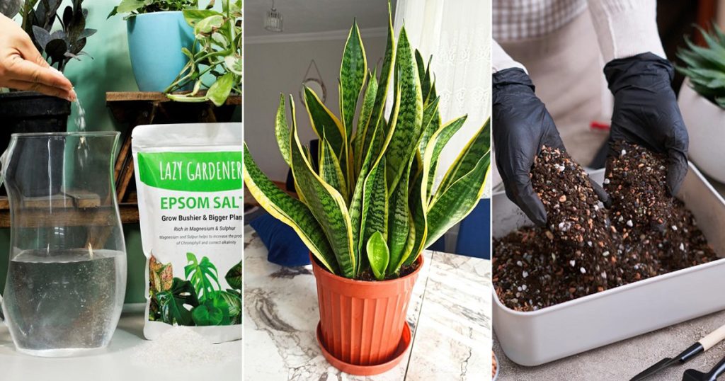 How to Make a Snake Plant Grow in a Spiral or Circle Shape - Succulent ...