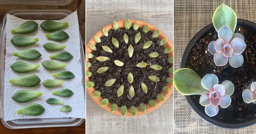 7 Crystal Clear Succulents That Look Transparent and Rare - Succulent ...