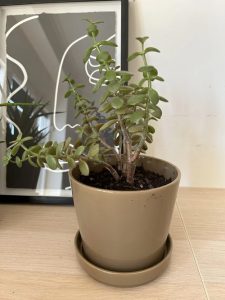 Which Pot Is Best for a Jade Plant? Here’s Everything You Should Know ...