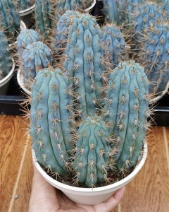 10 Blue Cacti That Will Blow Your Mind for Sure - Succulent Garden Web