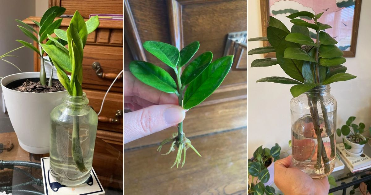 Can You Grow a ZZ Plant Without Soil? Yes—Here’s How! - Succulent ...