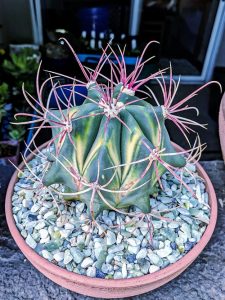 10 Blue Cacti That Will Blow Your Mind for Sure - Succulent Garden Web