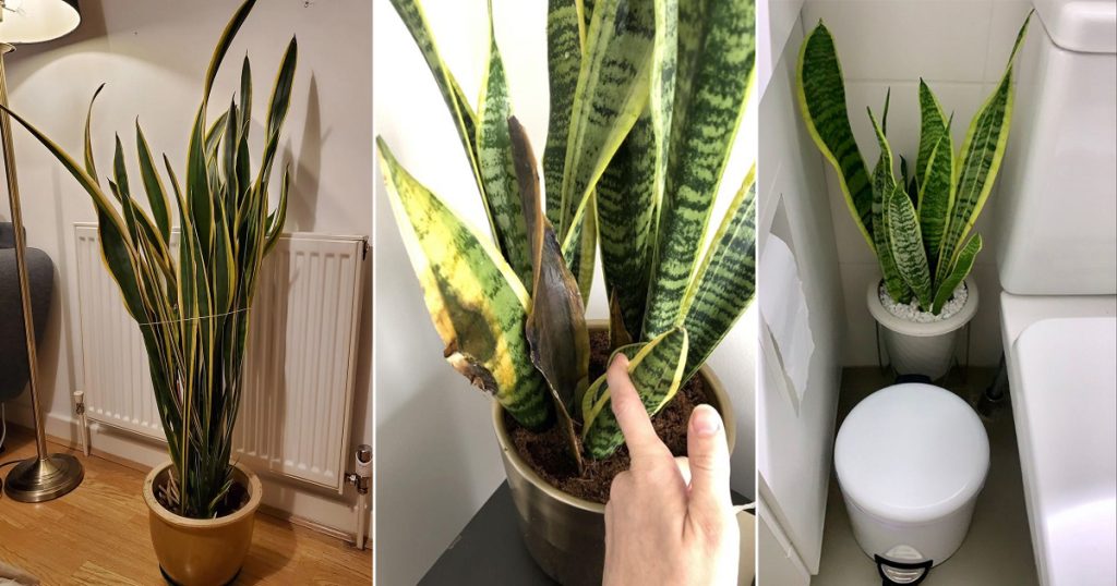 7 Succulents That Look Like a Snake Plant—Easy & Stylish Alternatives ...