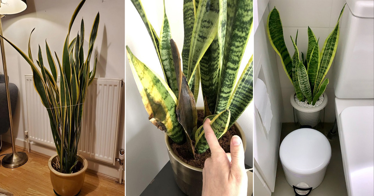 If Your Snake Plant is Flopping Over—Do These Things Today! - Succulent ...