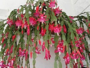 5 Best Christmas Cactus Colors That Capture the True Spirit of ...