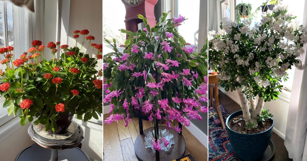 7 Succulents That Look Like a Snake Plant—Easy & Stylish Alternatives ...