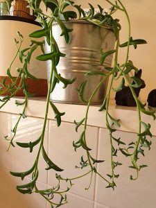 How to Propagate a Dolphin Plant in Easy Ways That Actually Work ...