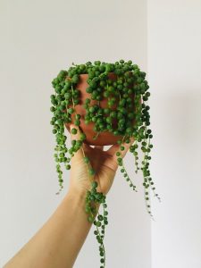7 Tricks to Bloom String of Pearls Easily - Succulent Garden Web
