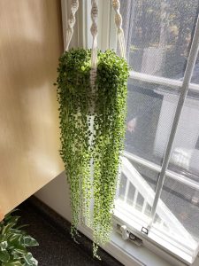 7 Tricks to Bloom String of Pearls Easily - Succulent Garden Web