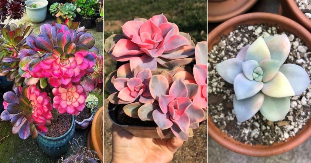 21 Beautiful Succulents With Yellow Flowers - Succulent Garden Web