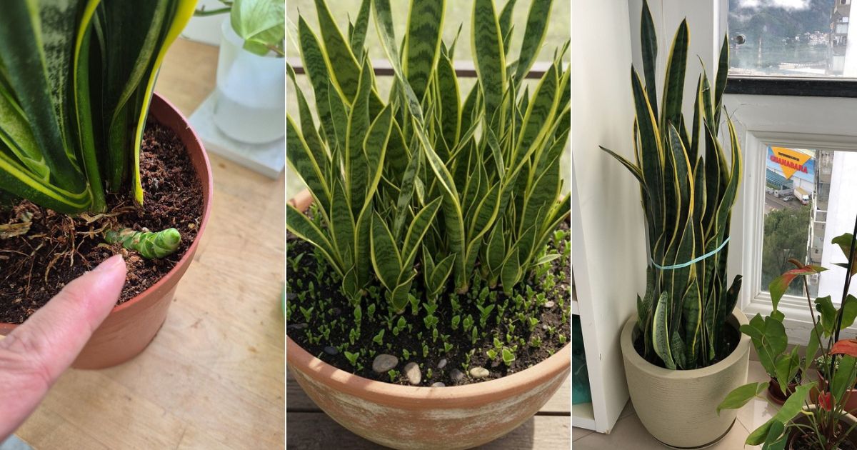 How to Make Snake Plant Pups Grow on All Sides—Proven Tips - Succulent ...