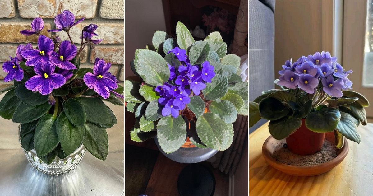 Is African Violet a Succulent or Not? Let's Find Out! - Succulent ...