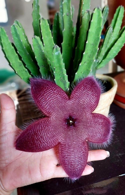 7 Tips to Get Your Stapelia to Bloom Healthily - Succulent Garden Web