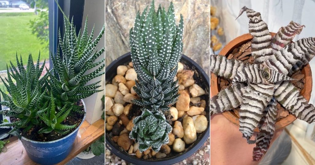 12 Best Long Leaf Succulents For You - Succulent Garden Web