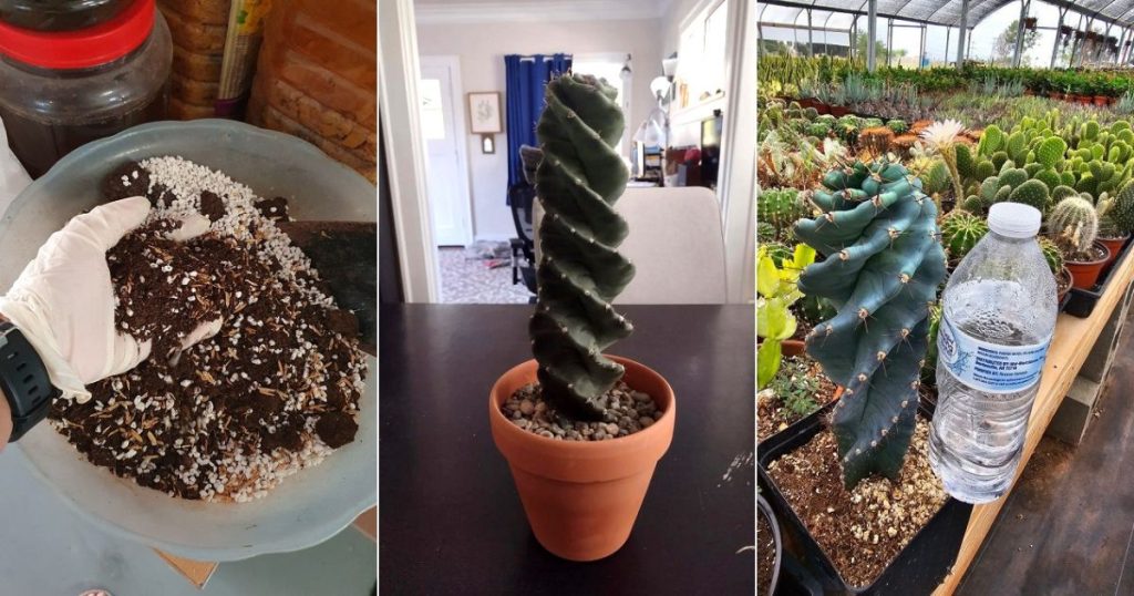 How To Split A Christmas Cactus—With Easy Steps - Succulent Garden Web