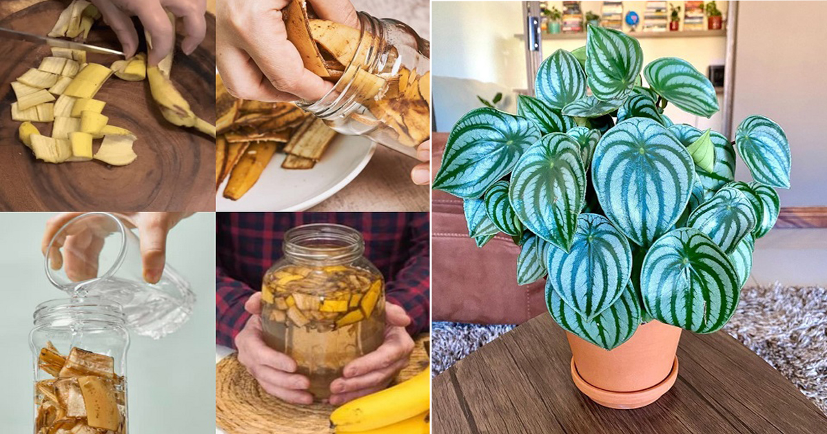 Use Banana Peel Water on Peperomia and Watch Its Leaves Pop - Succulent ...