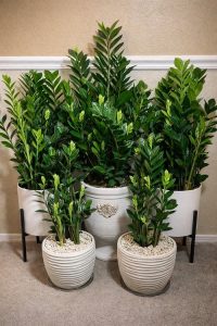ZZ Plant Can Cause Cancer Or Is It A Myth? - Succulent Garden Web